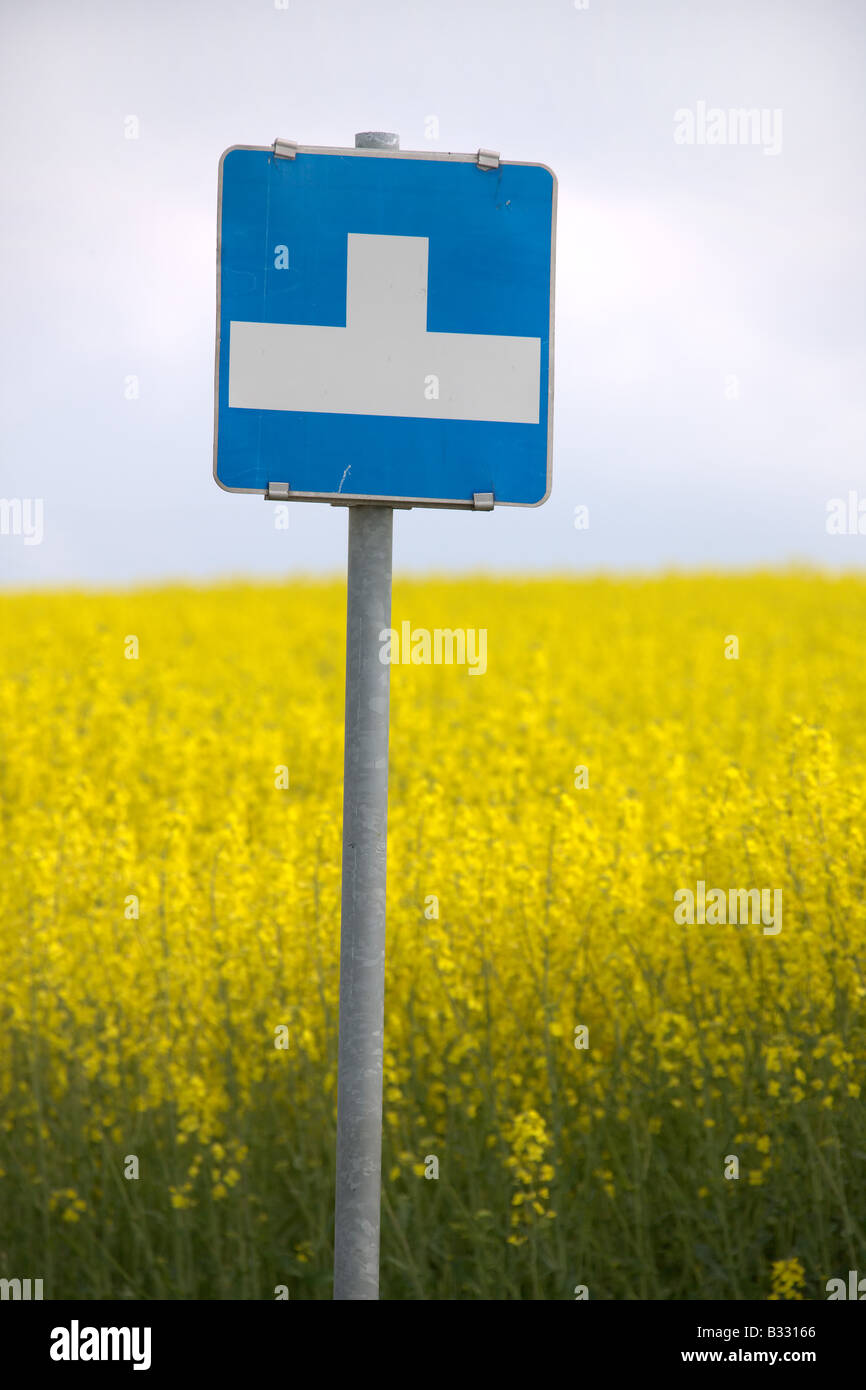 rape / colza field Stock Photo - Alamy