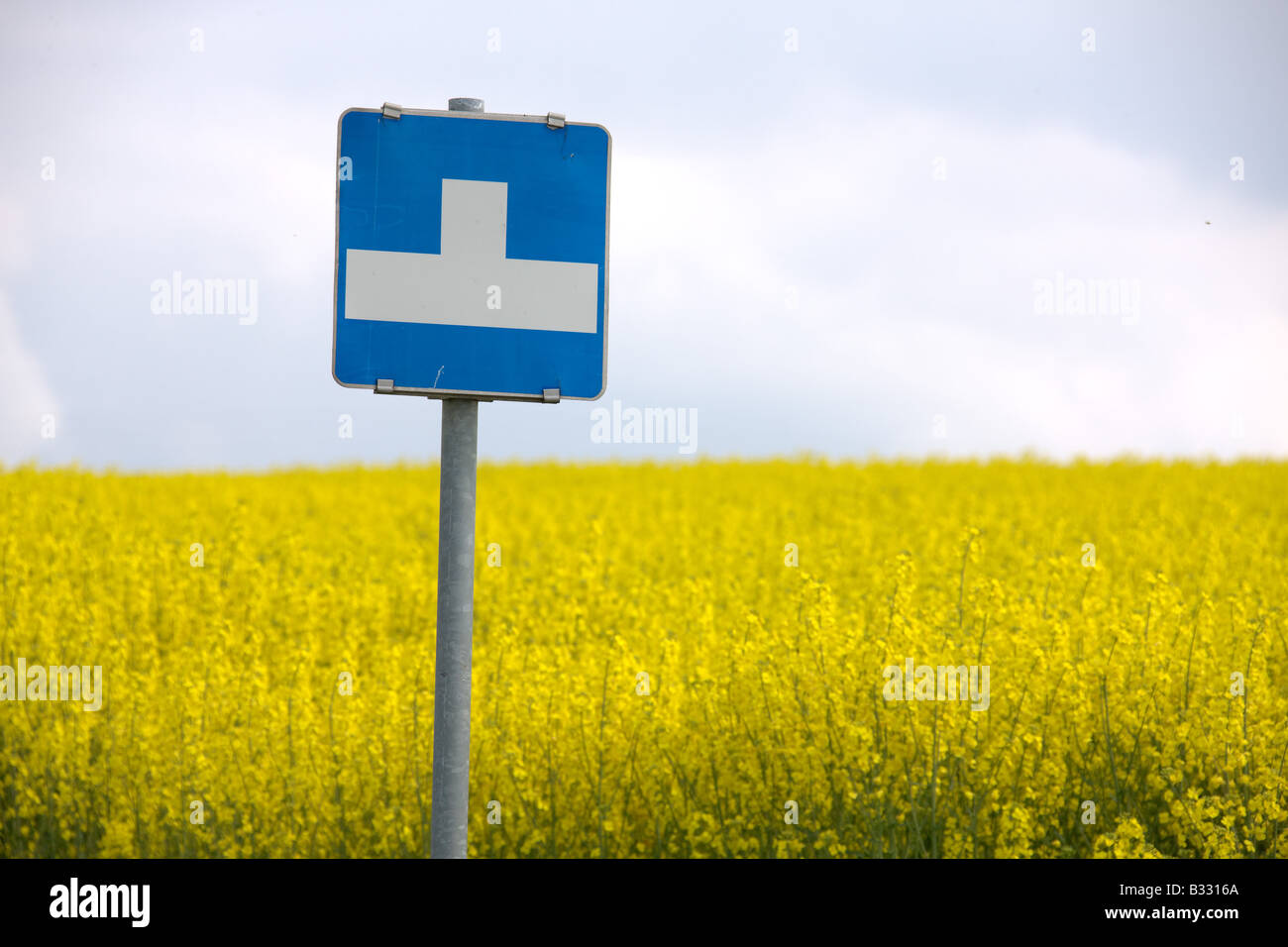 rape / colza field Stock Photo - Alamy