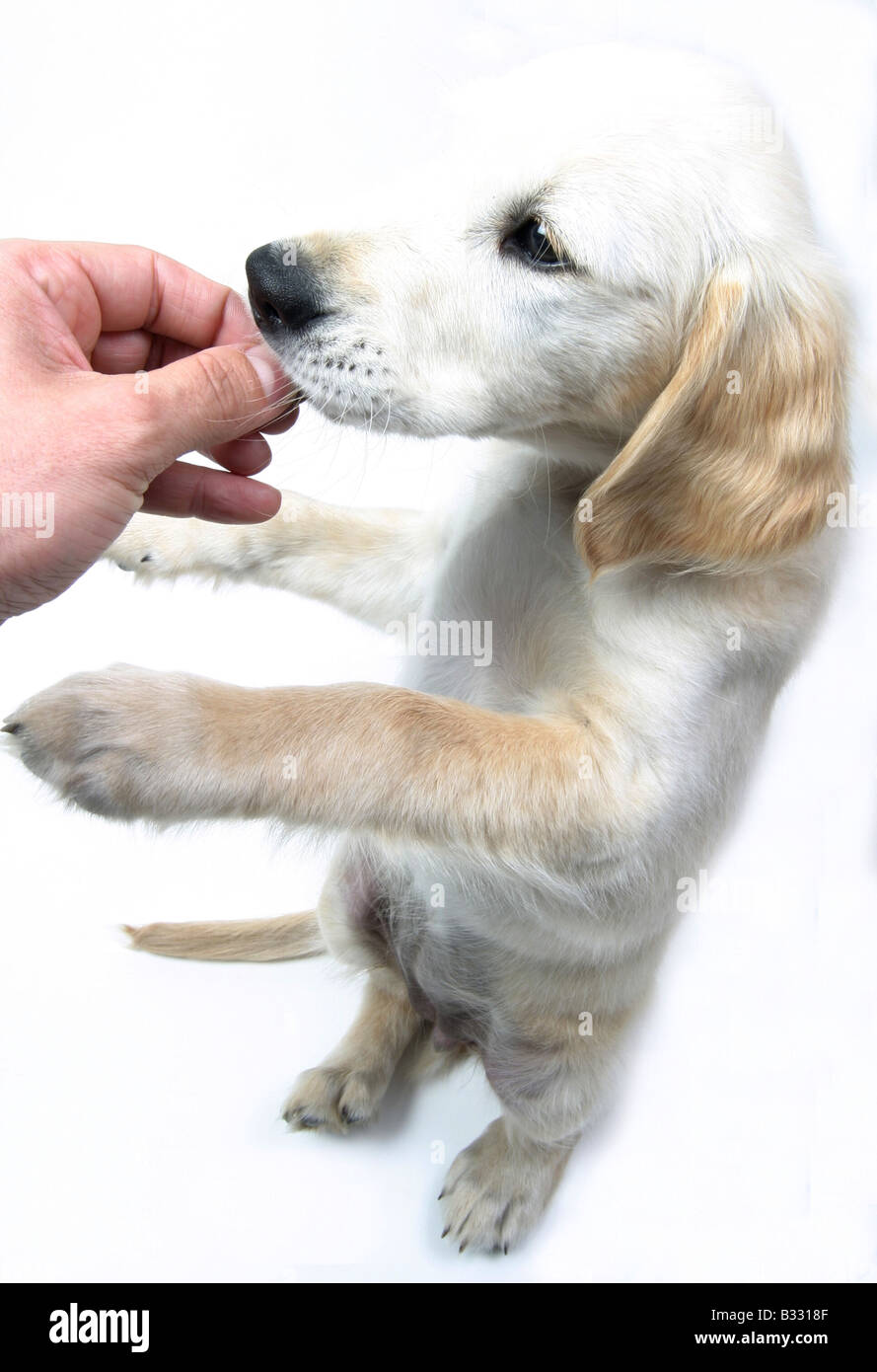 Parts retriever hi-res stock photography and images - Alamy