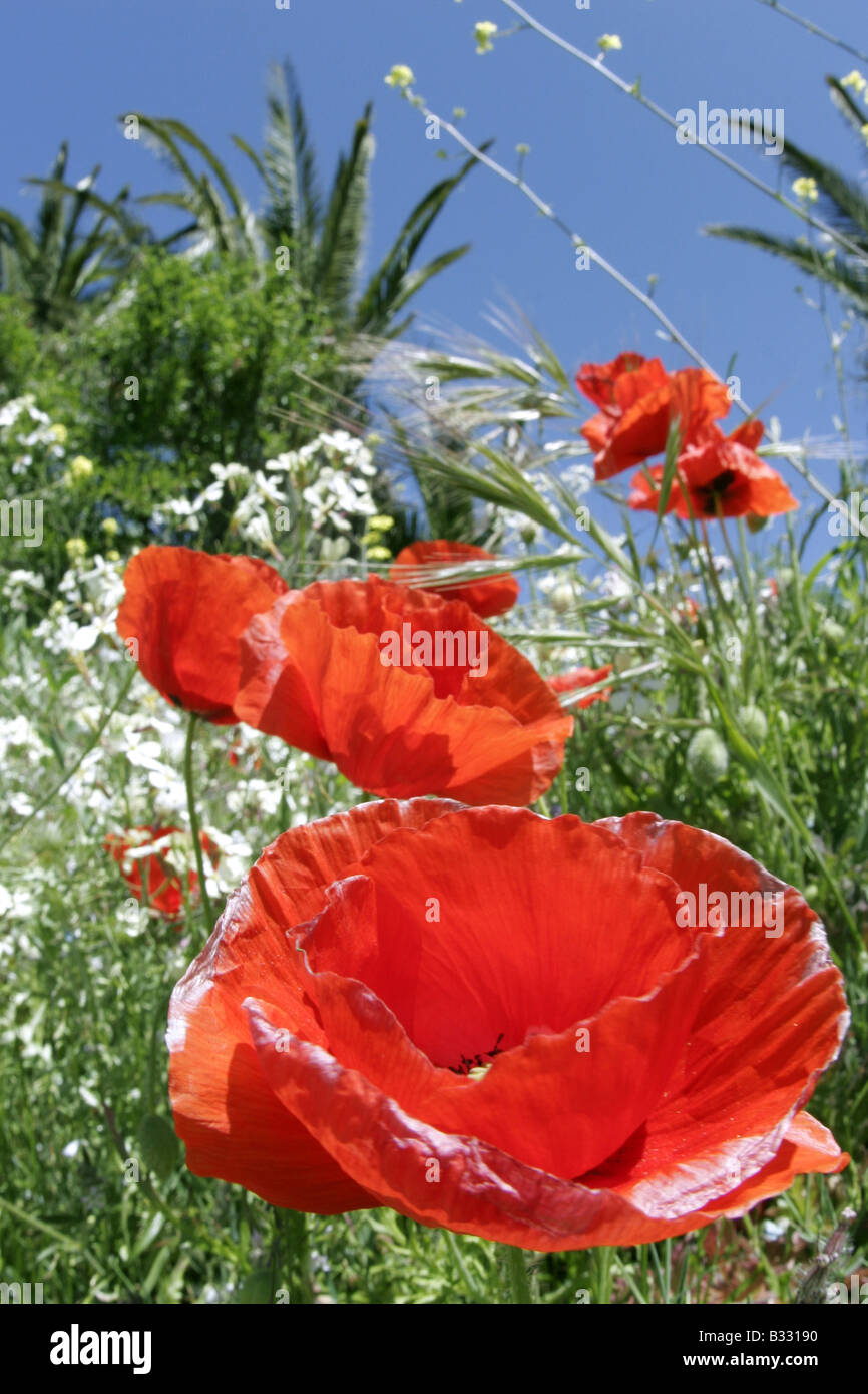 Red poppy macro shot hi-res stock photography and images - Alamy
