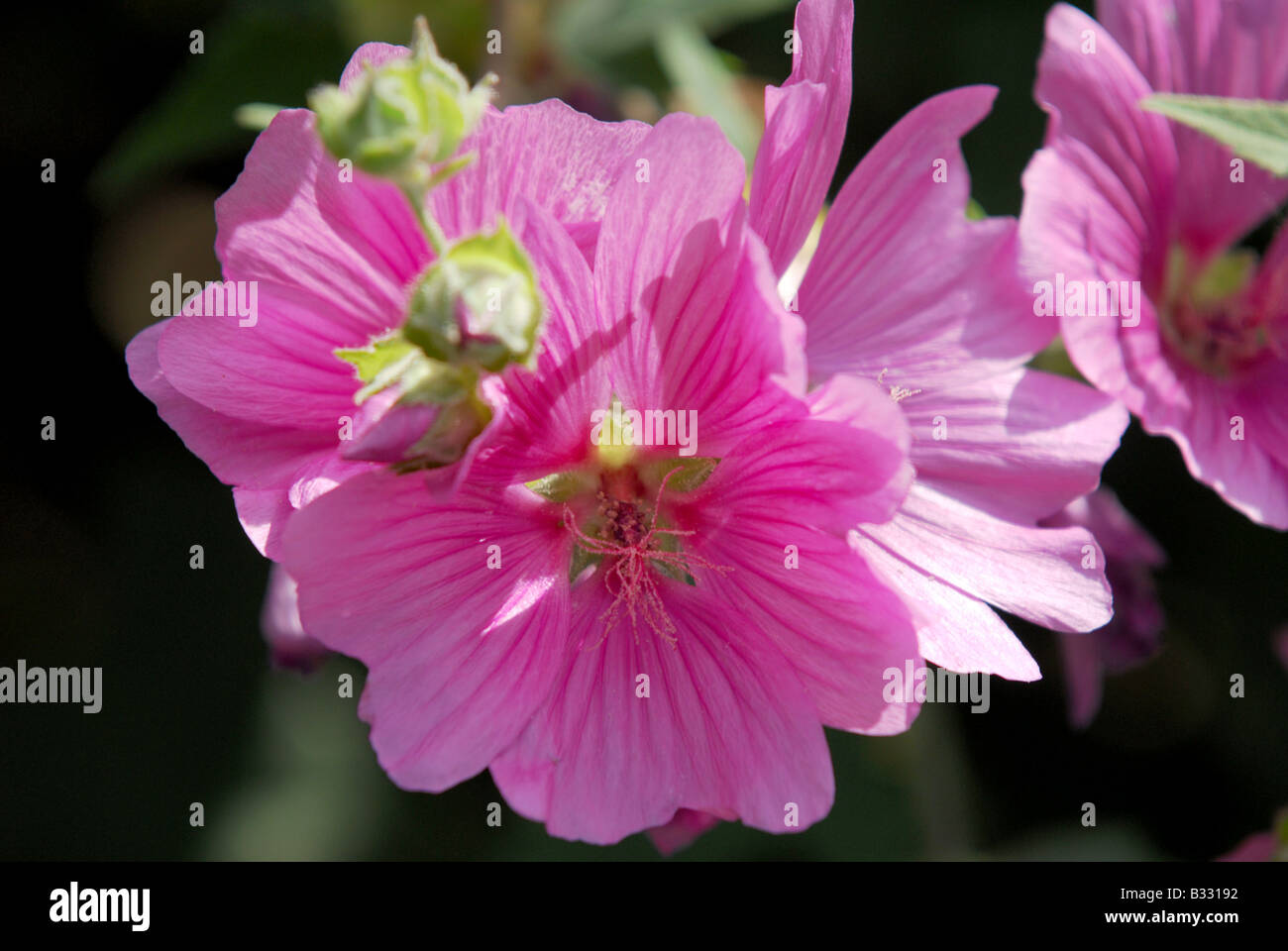 a bright pink Mallow flower Stock Photo - Alamy