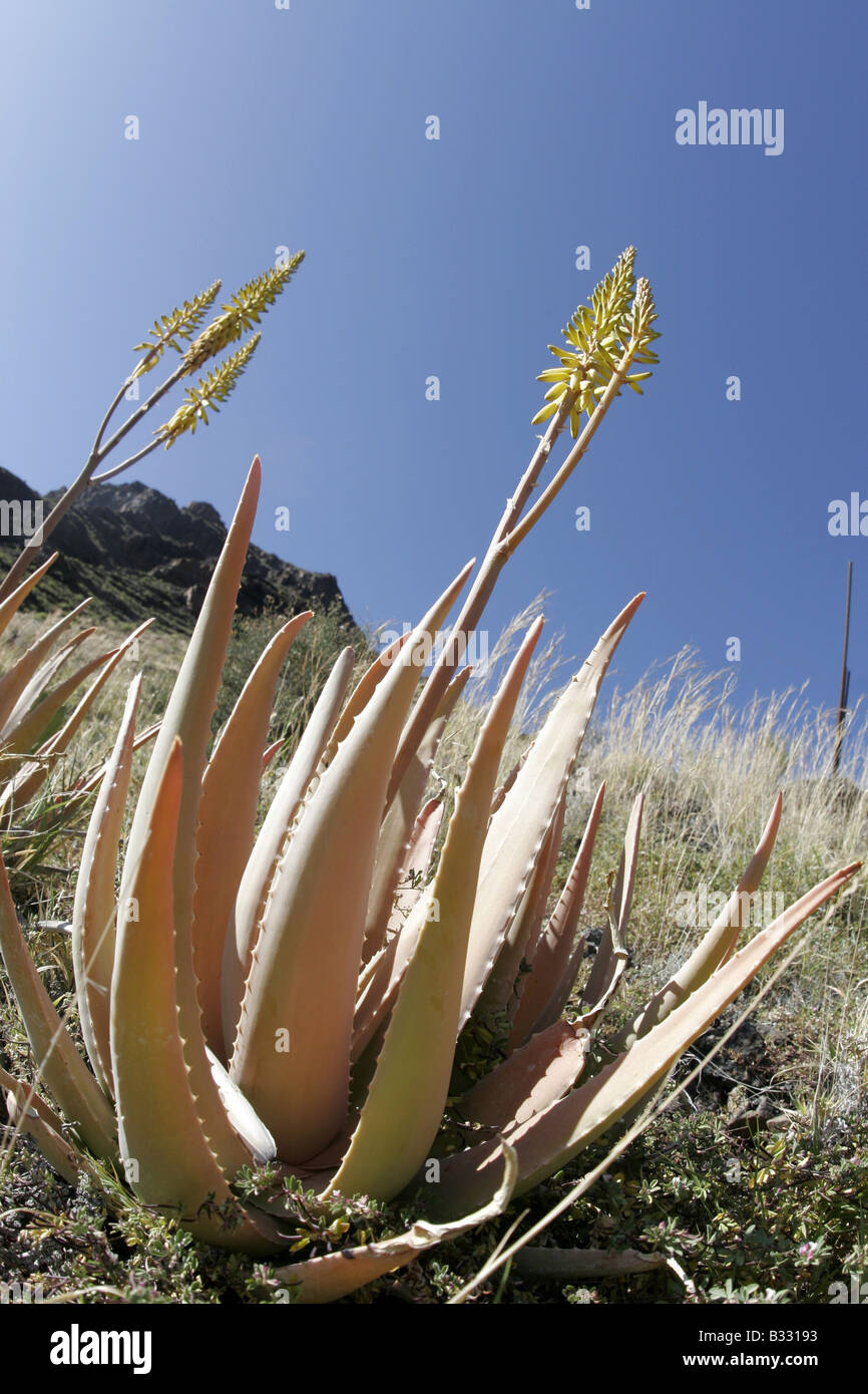 Aloe barbadensis, aloe vera Stock Photo - Alamy