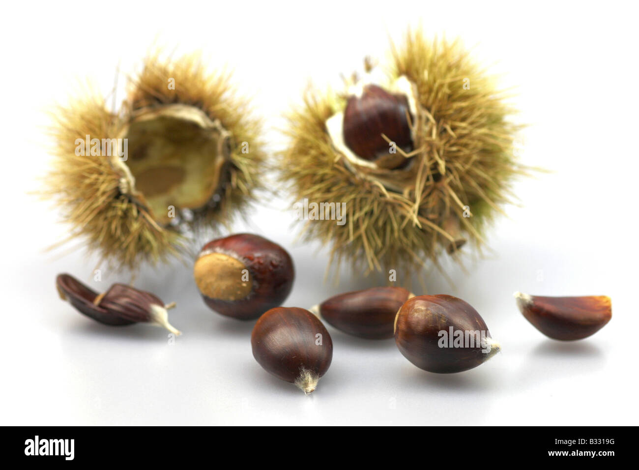 Deciduous woody plants Cut Out Stock Images & Pictures - Alamy