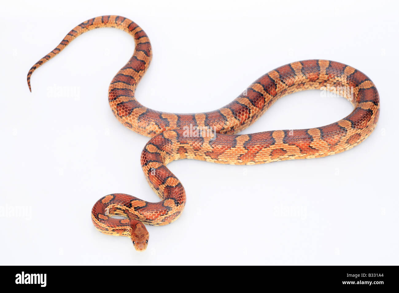 Corn snake alarming animal animals hi-res stock photography and images ...