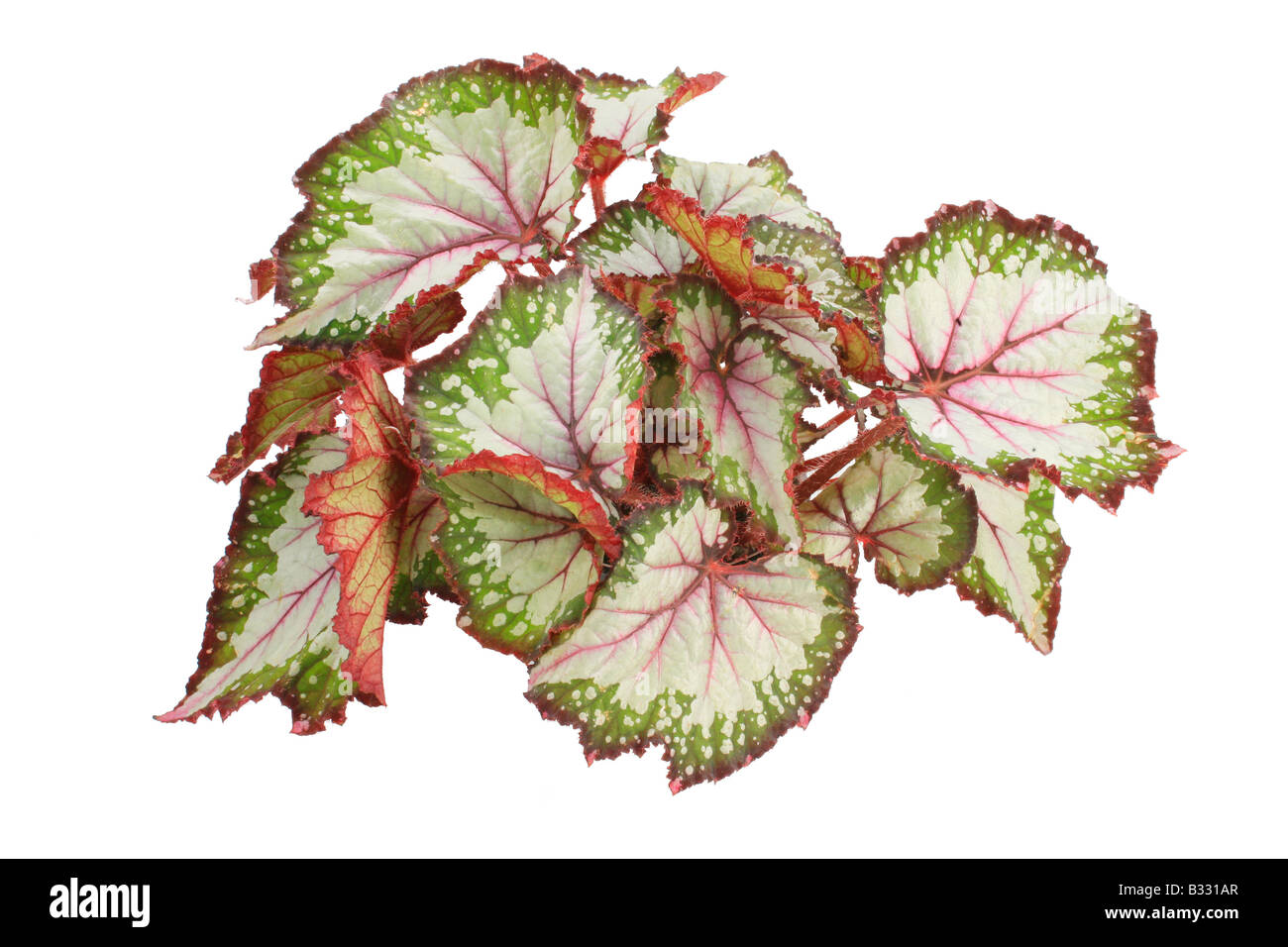 Rex begonia begonia rex hi-res stock photography and images - Alamy