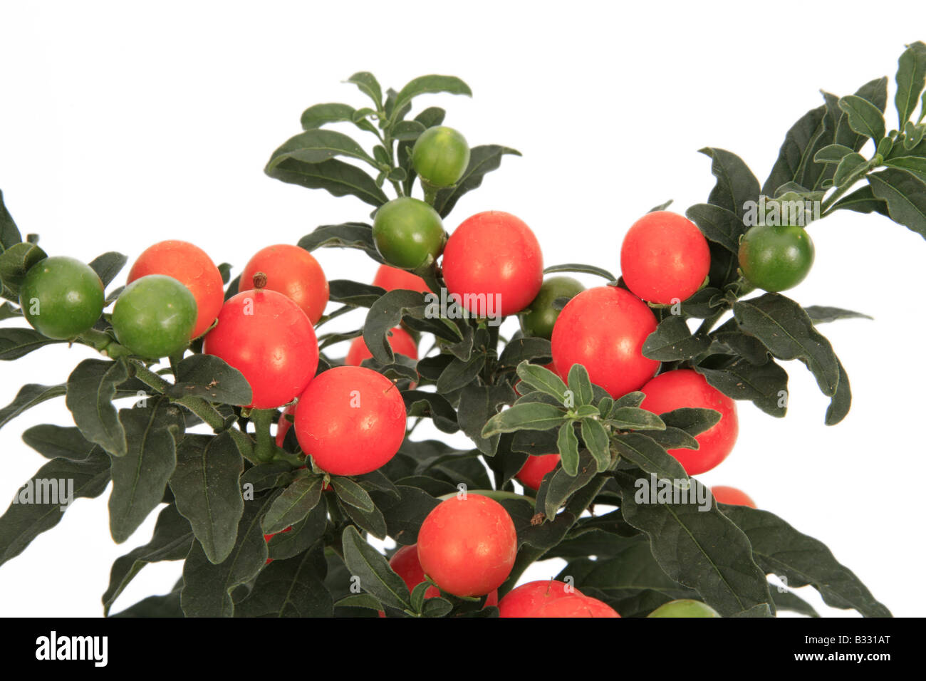 Solanum Pseudocapsicum High Resolution Stock Photography and Images - Alamy