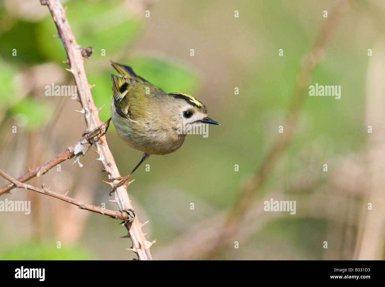 Regulus regulus hi-res stock photography and images - Alamy