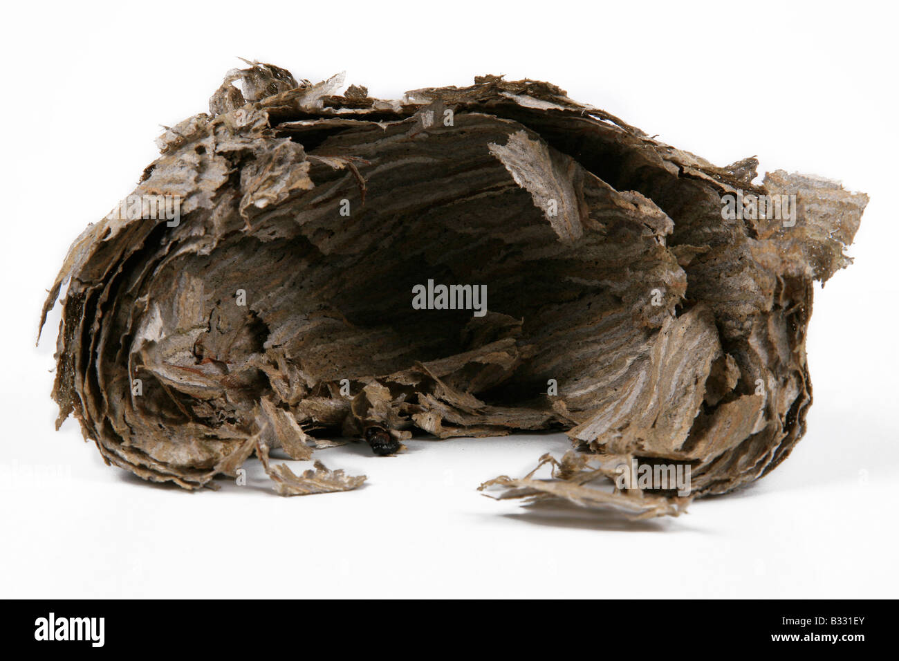 Dolichovespula saxonica, Saxon wasp Stock Photo - Alamy