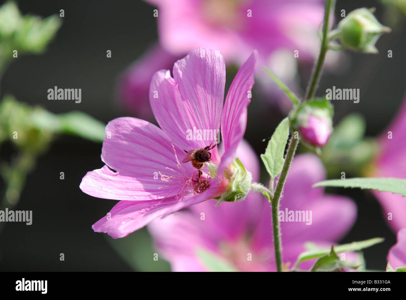 a bright pink Mallow flower Stock Photo - Alamy