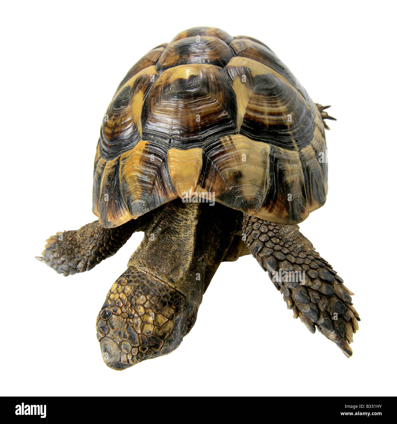 Testudo hermanni boettgeri, Hermanns tortoise, Greek tortoise ...