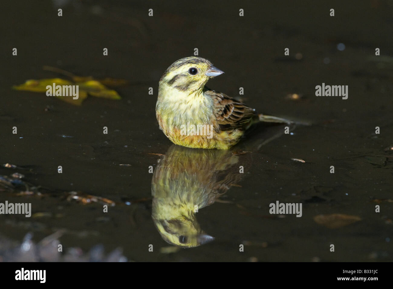 Yellowhammer Emberiza citrinella female bathing in puddle Norfolk ...