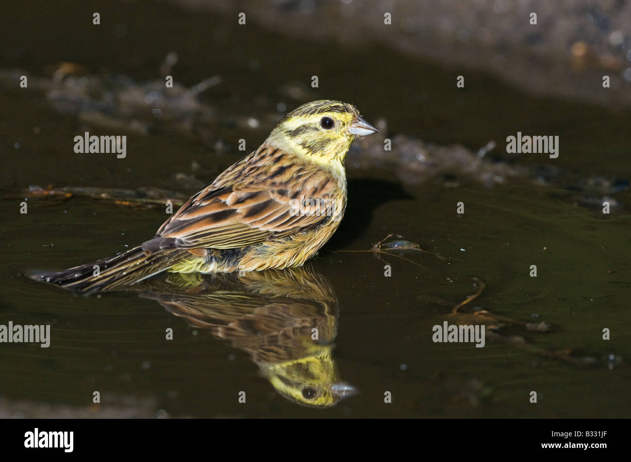 Yellowhammer Emberiza citrinella female bathing in puddle Norfolk ...