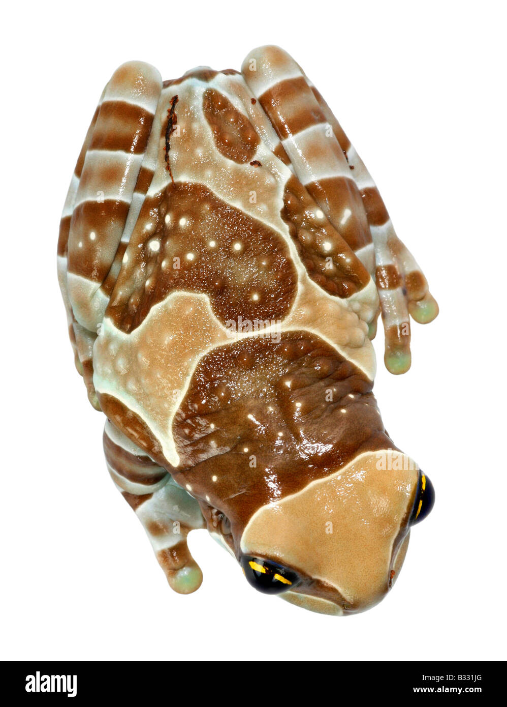 Canopy pattern Cut Out Stock Images & Pictures - Alamy