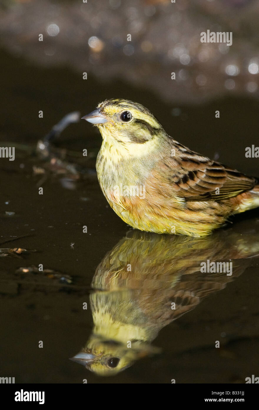 Yellowhammer Emberiza citrinella female bathing in puddle Norfolk ...