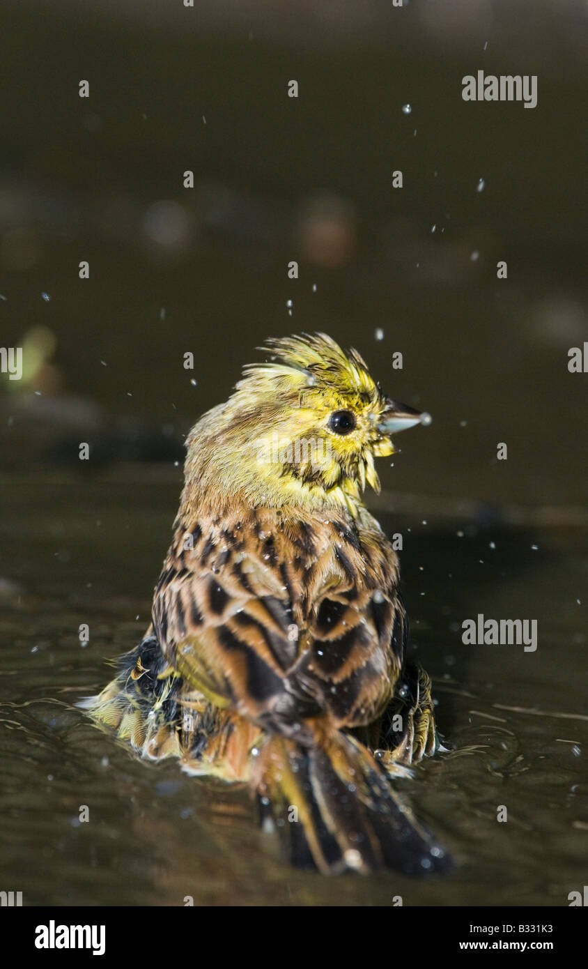 Yellowhammer Emberiza citrinella female bathing in puddle Norfolk ...