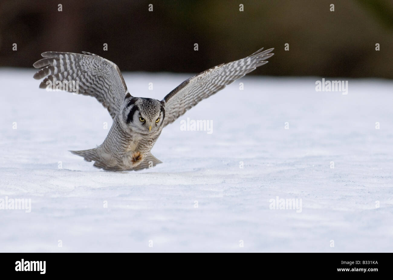 Surnia ulua hi-res stock photography and images - Alamy