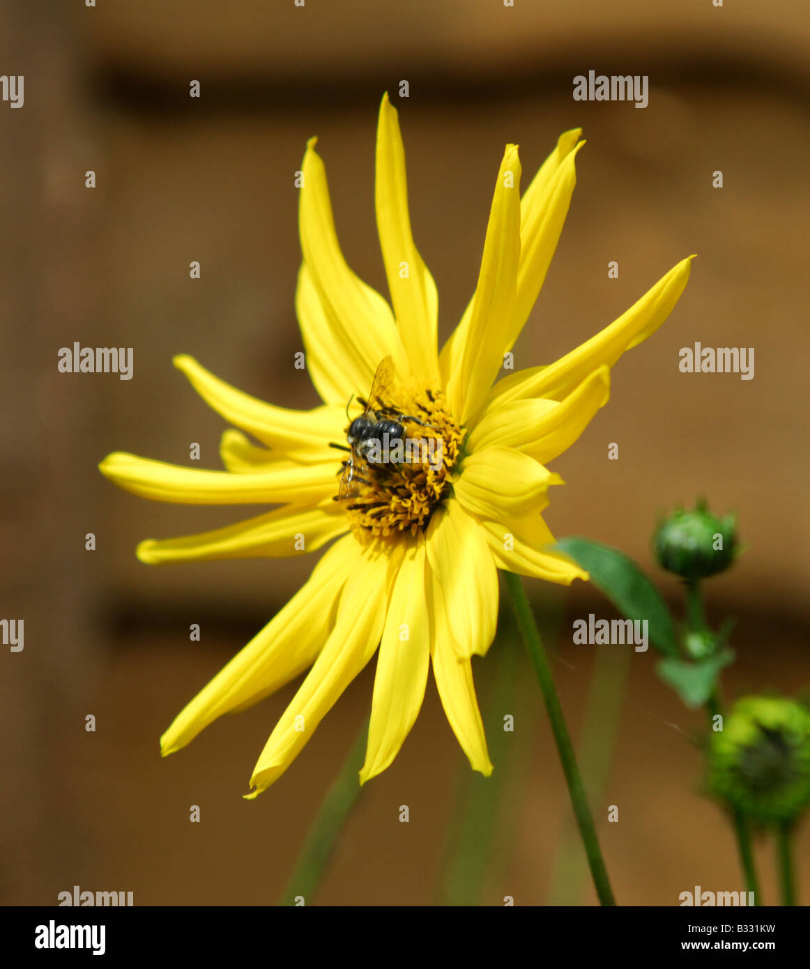 bright yellow flower in a country garden providing vital food for ...