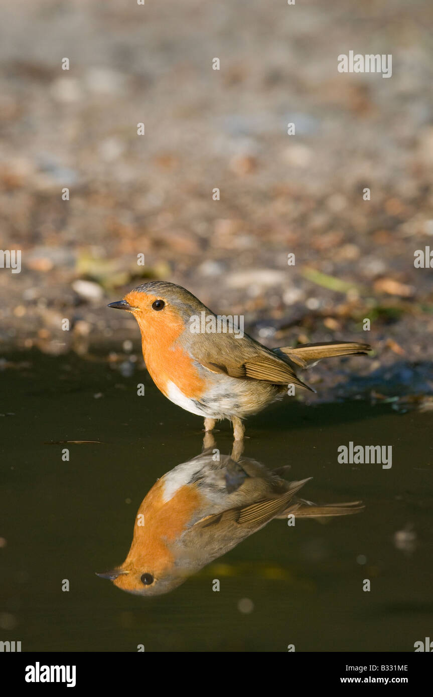 Robin bird bath hi-res stock photography and images - Alamy