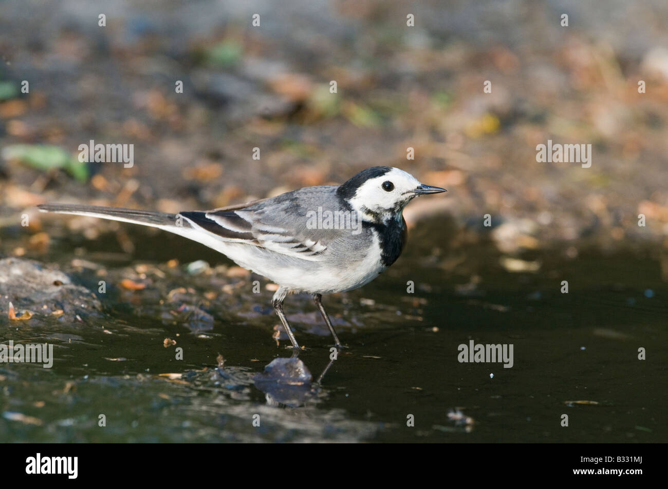 Female pied wagtail hi-res stock photography and images - Alamy
