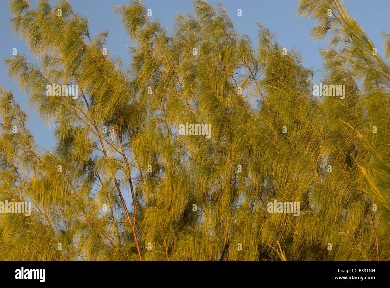 Filao trees hi-res stock photography and images - Alamy