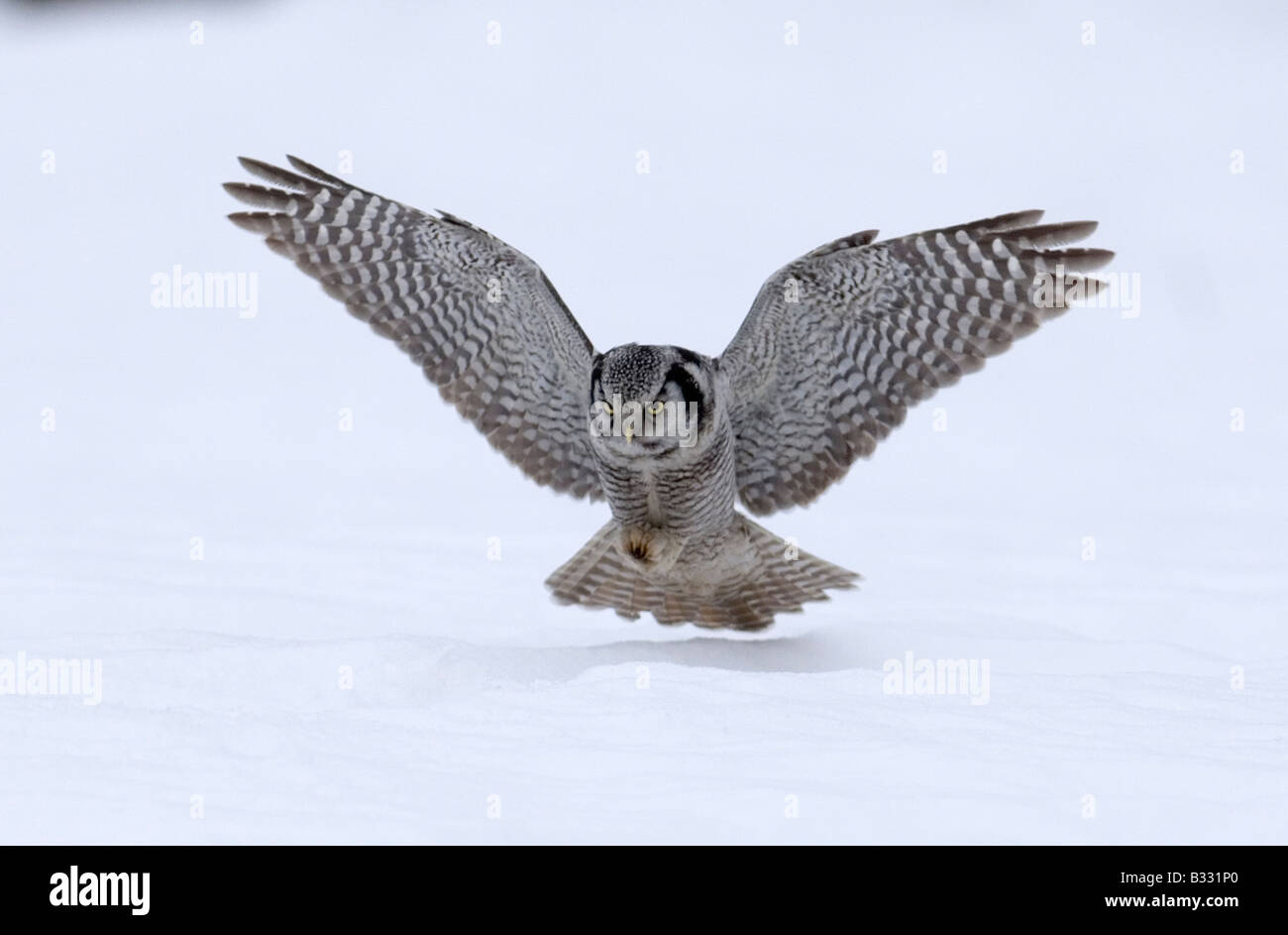 Hawk Owl Surnia ulula pouncing on a vole nr Vaala Finland March Stock ...