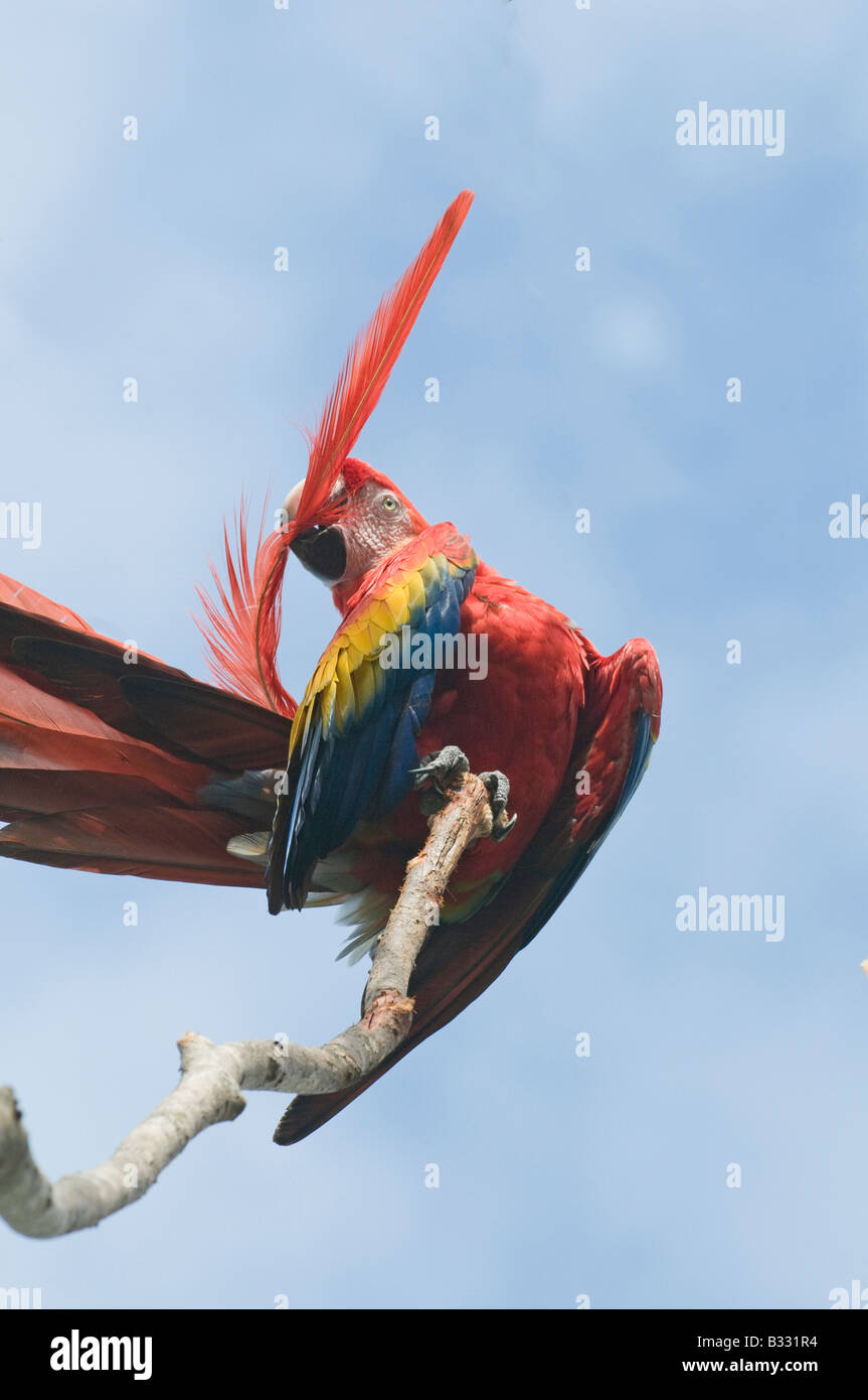 Scarlet Macaw Ara maccao preening Guatemala Stock Photo - Alamy