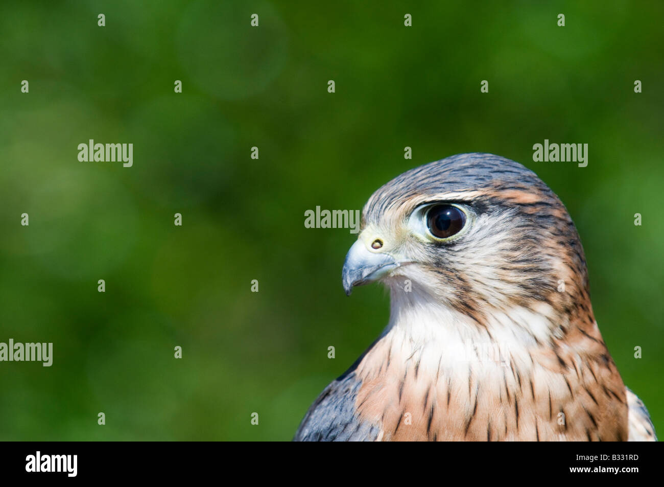 Merlin bird of prey raptor hi-res stock photography and images - Alamy