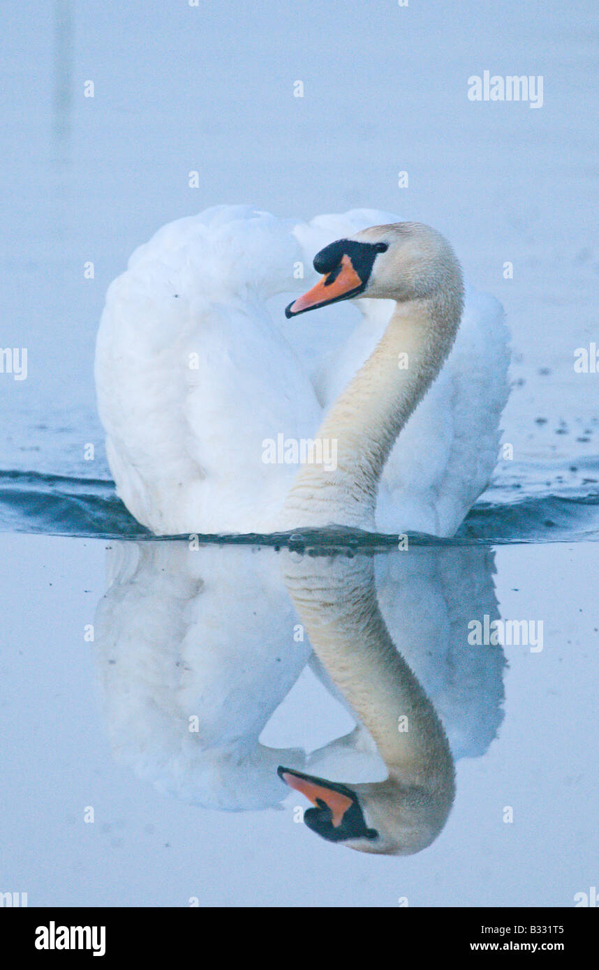 The swan hi-res stock photography and images - Alamy