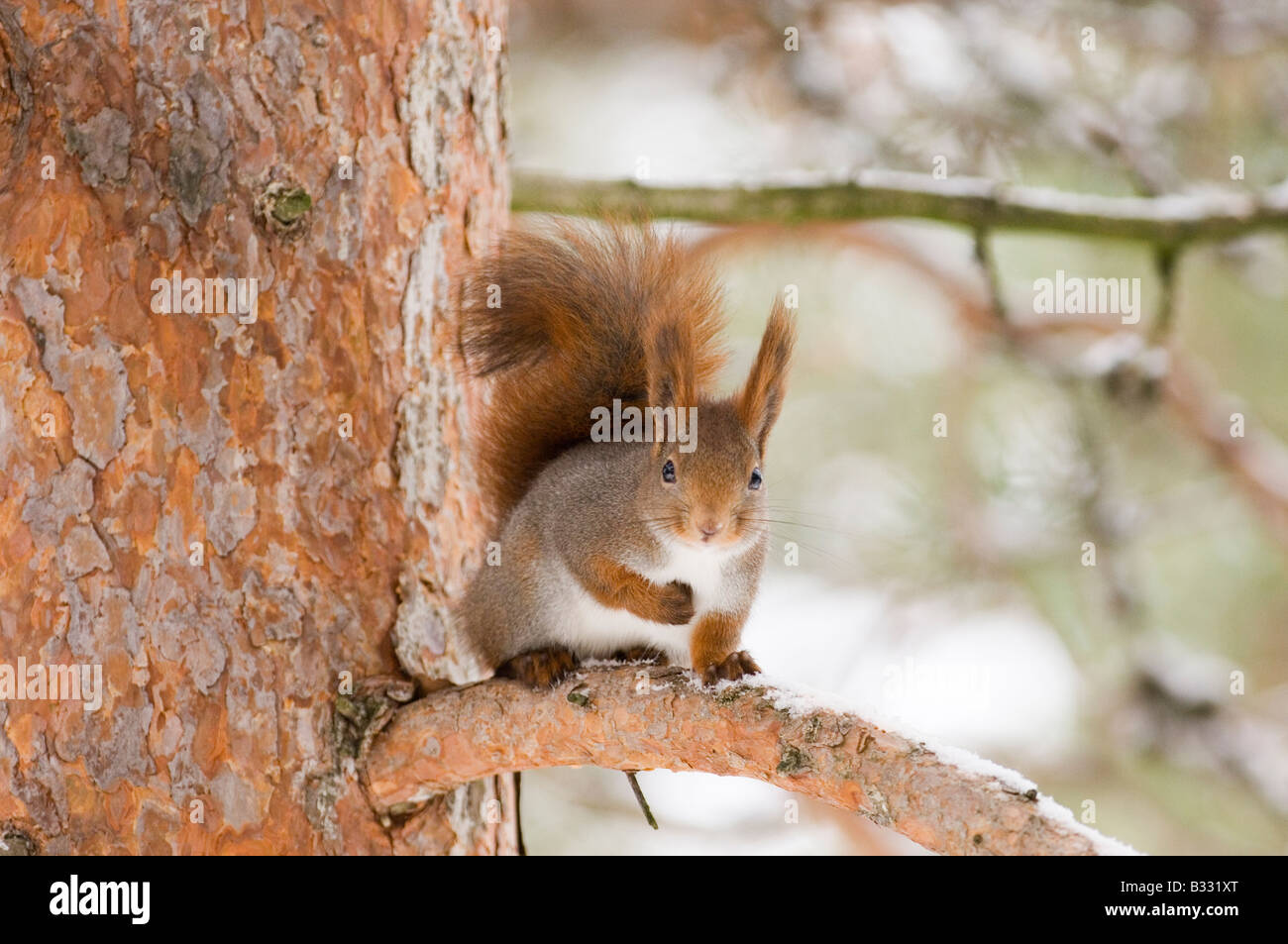 Red Squirrel Sciurus vulgaris Finland winter Stock Photo - Alamy