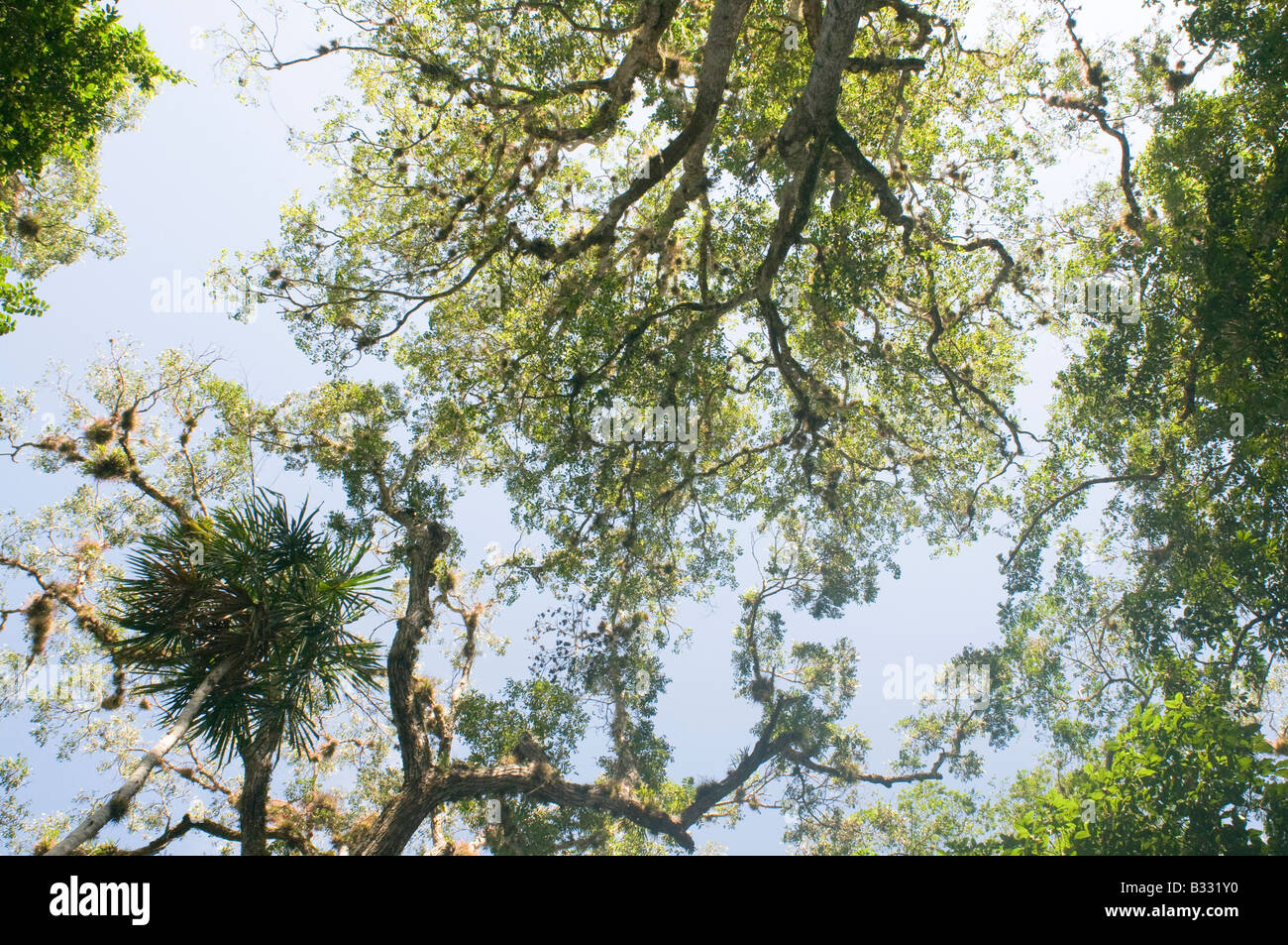 Looking up into the rainforest canopy Tikal Guatemala Stock Photo - Alamy
