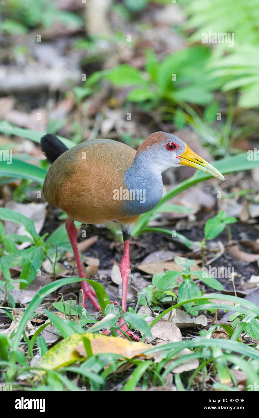 Grey necked Wood Rail Aramides cajanea Tikal Guatemala Stock Photo - Alamy