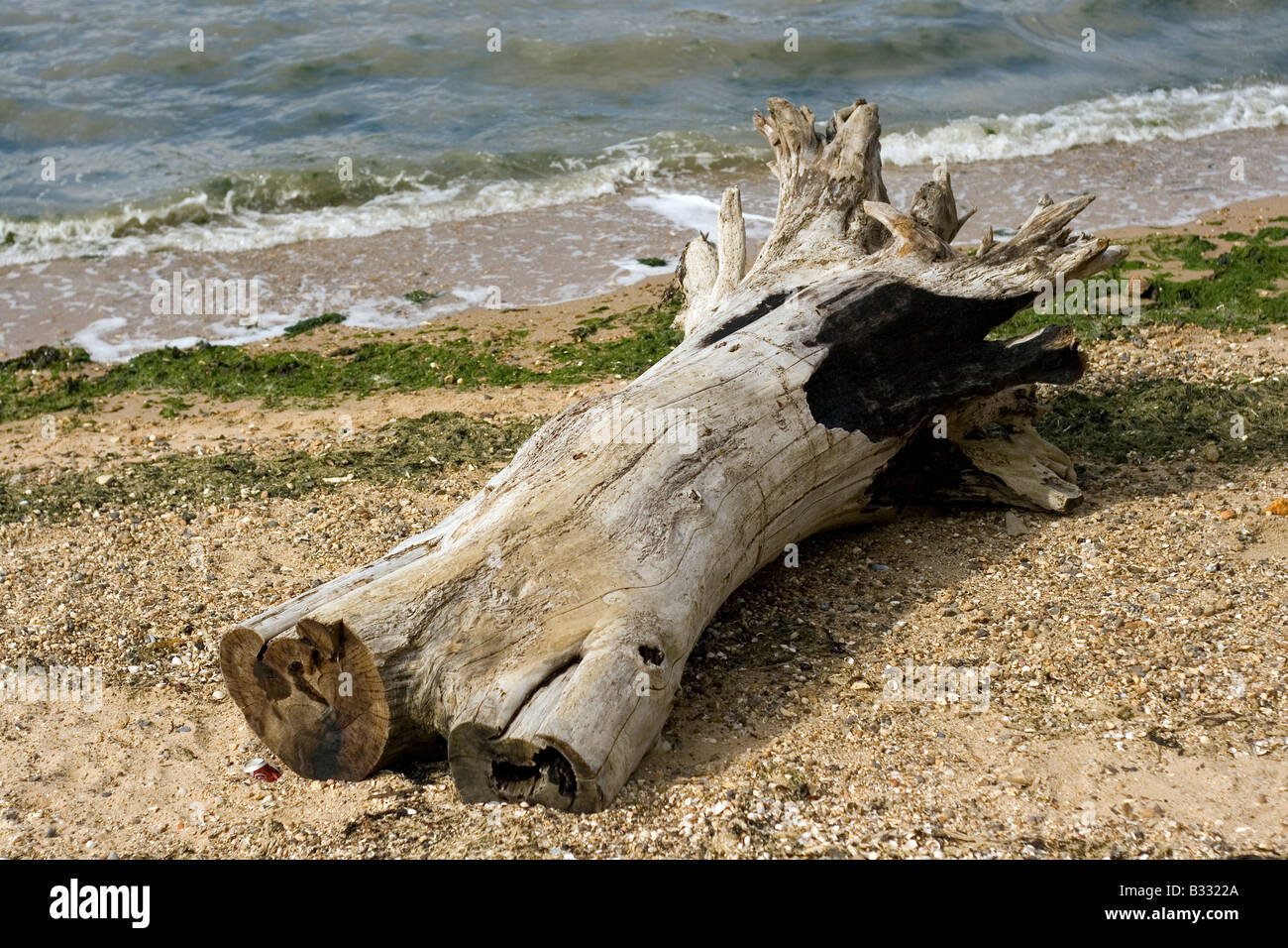 Rotting seaweed beach hi-res stock photography and images - Alamy