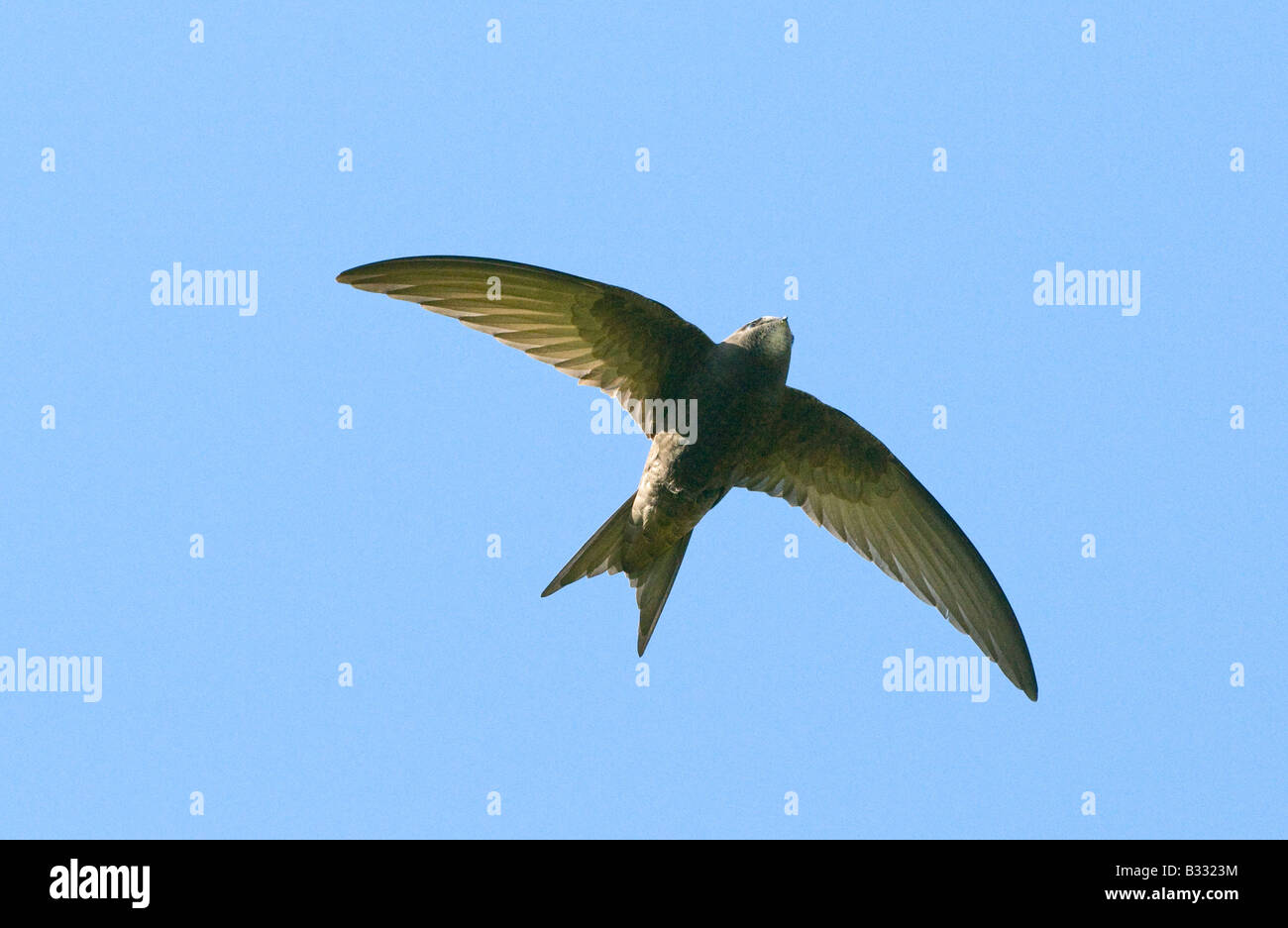 Swift bird hi-res stock photography and images - Alamy