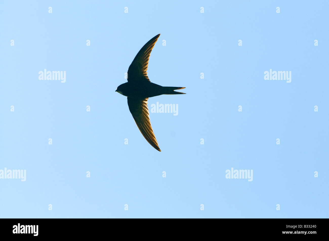 Common swift hi-res stock photography and images - Alamy