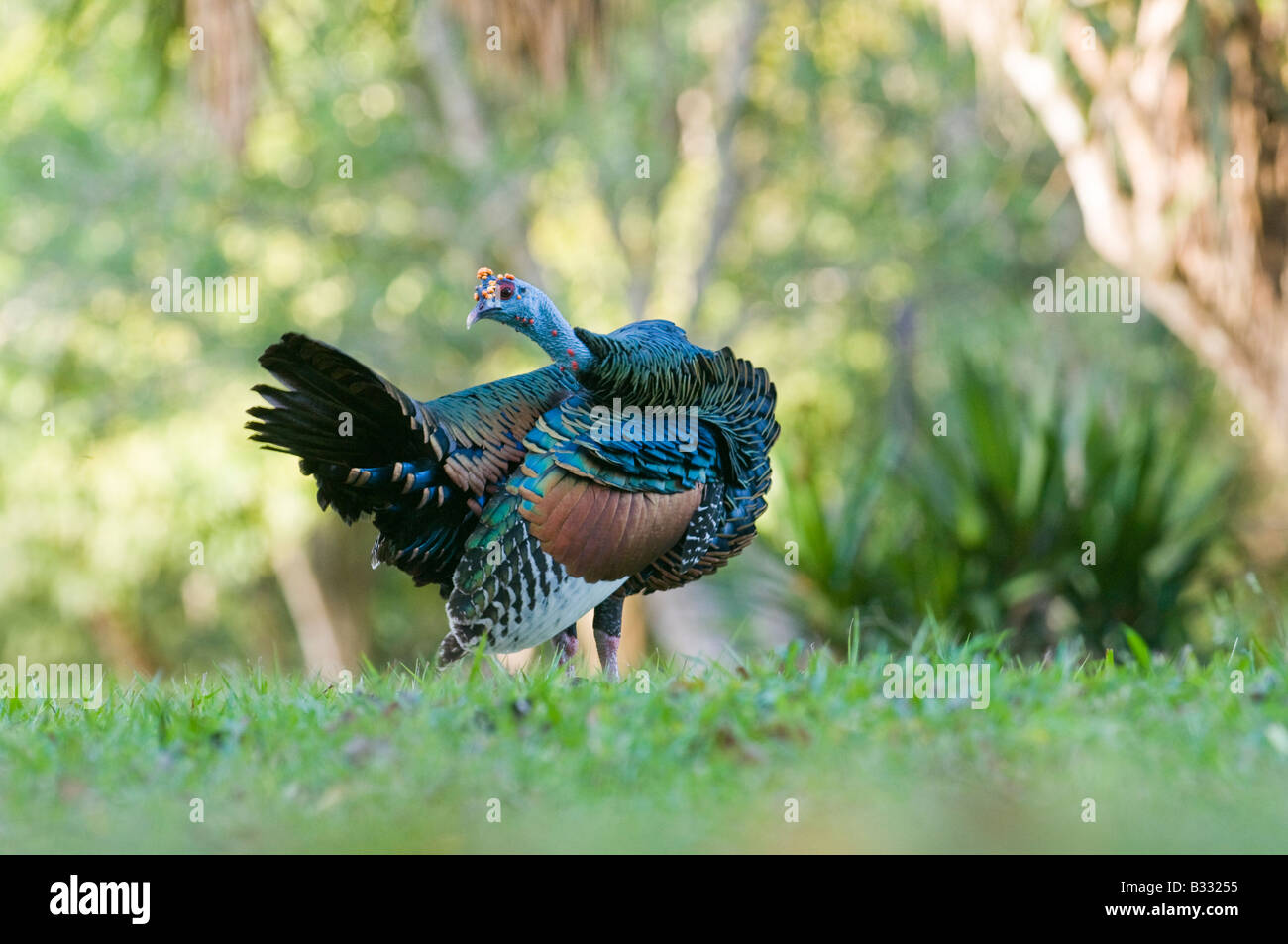 Ocellated Turkey Agriocharis ocellata magnificent Tikal Guatemala Stock ...