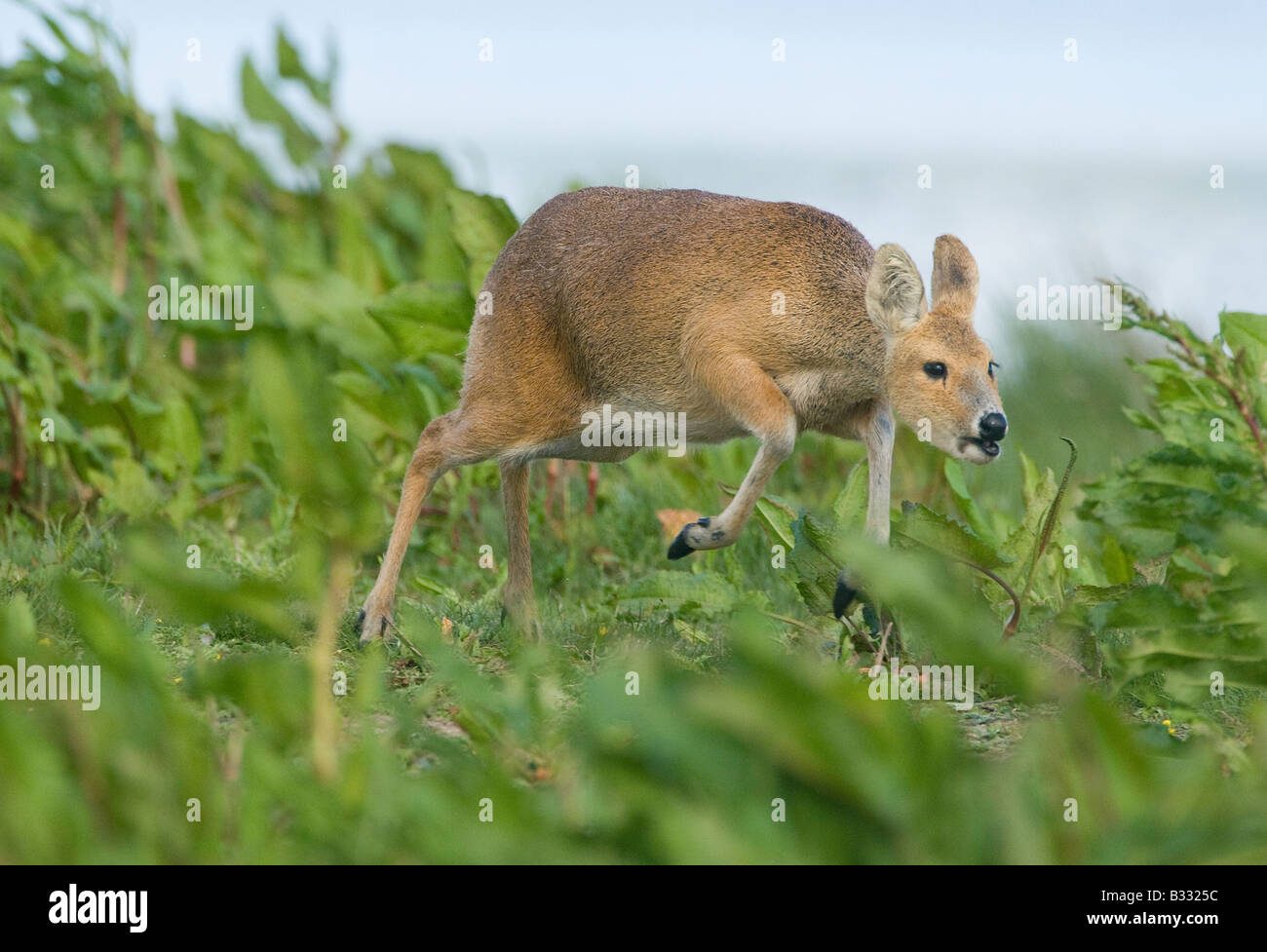 Mammal cley hydropotes intermis deer chinese water deer hi-res stock ...