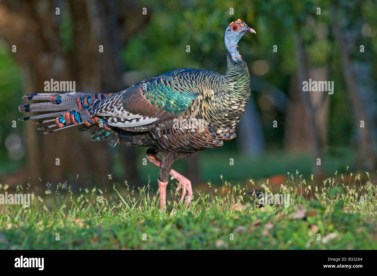 Ocellated turkey hi-res stock photography and images - Alamy