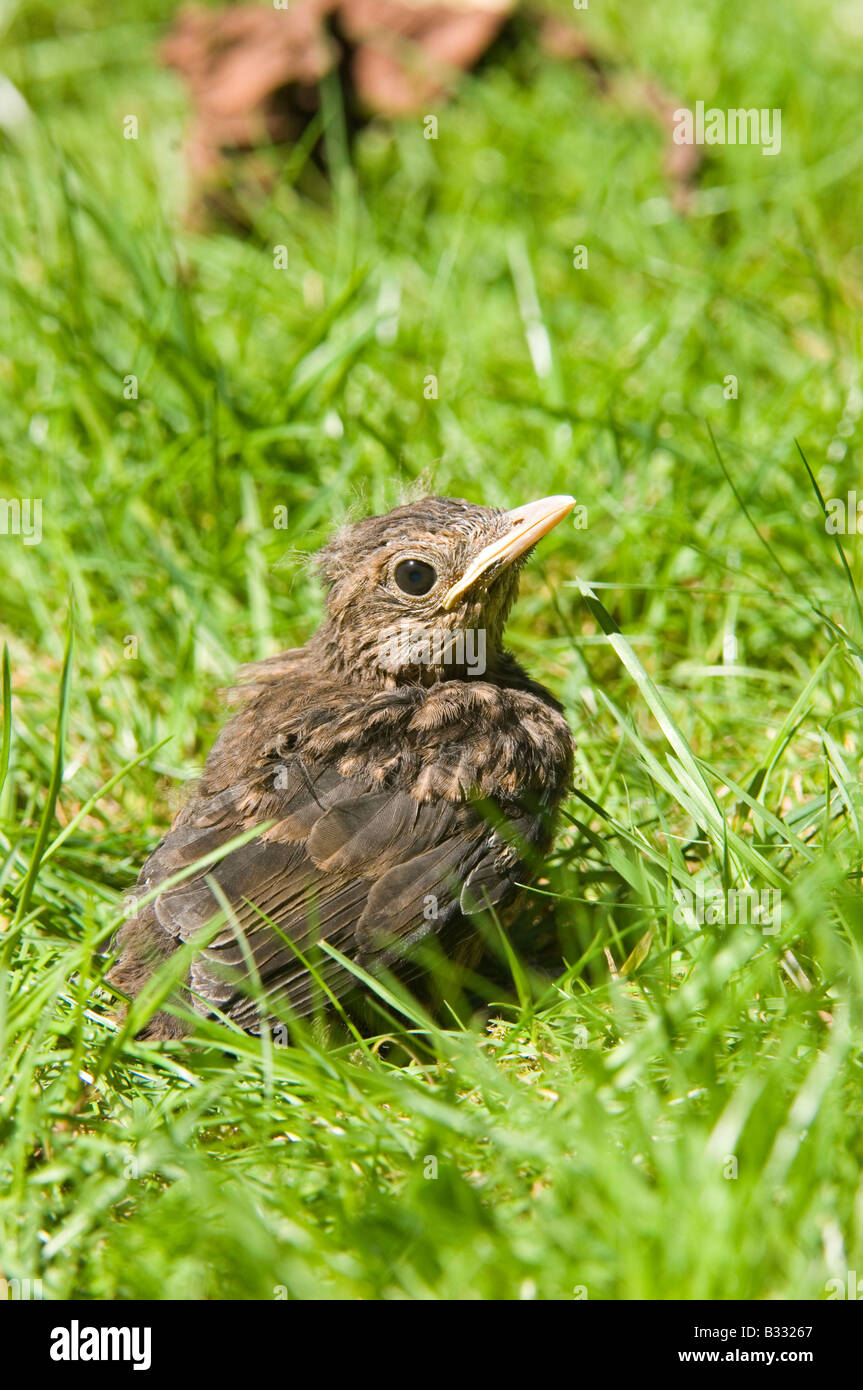 Fledgling nestling young thrush blackbird garden garden bird urban ...