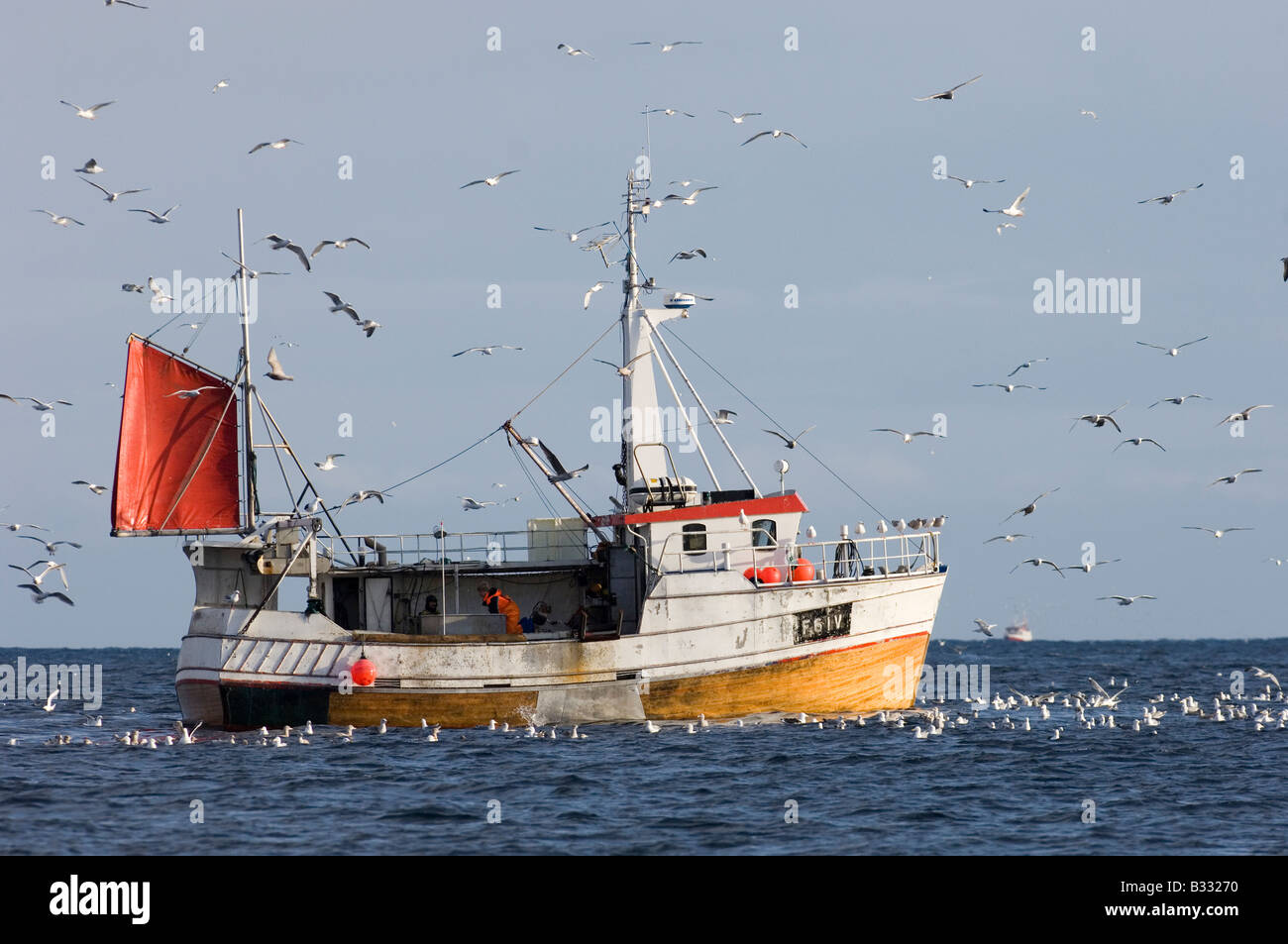 Fishing trawler gull herring gull scavenging scavenger varanger norway ...
