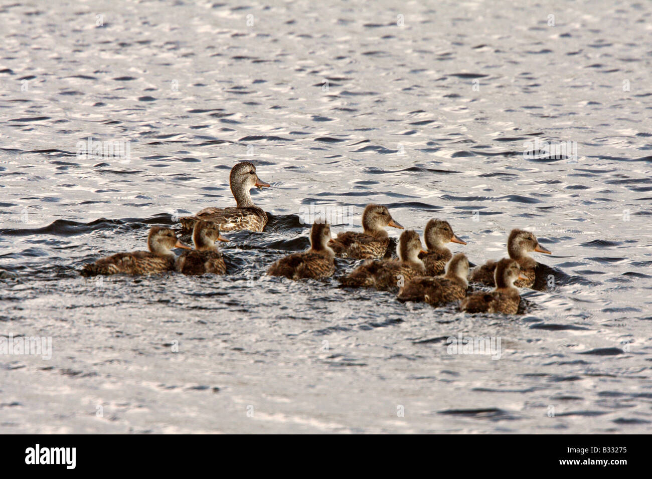 Hen and ducklings swimming in roadside pond Stock Photo - Alamy