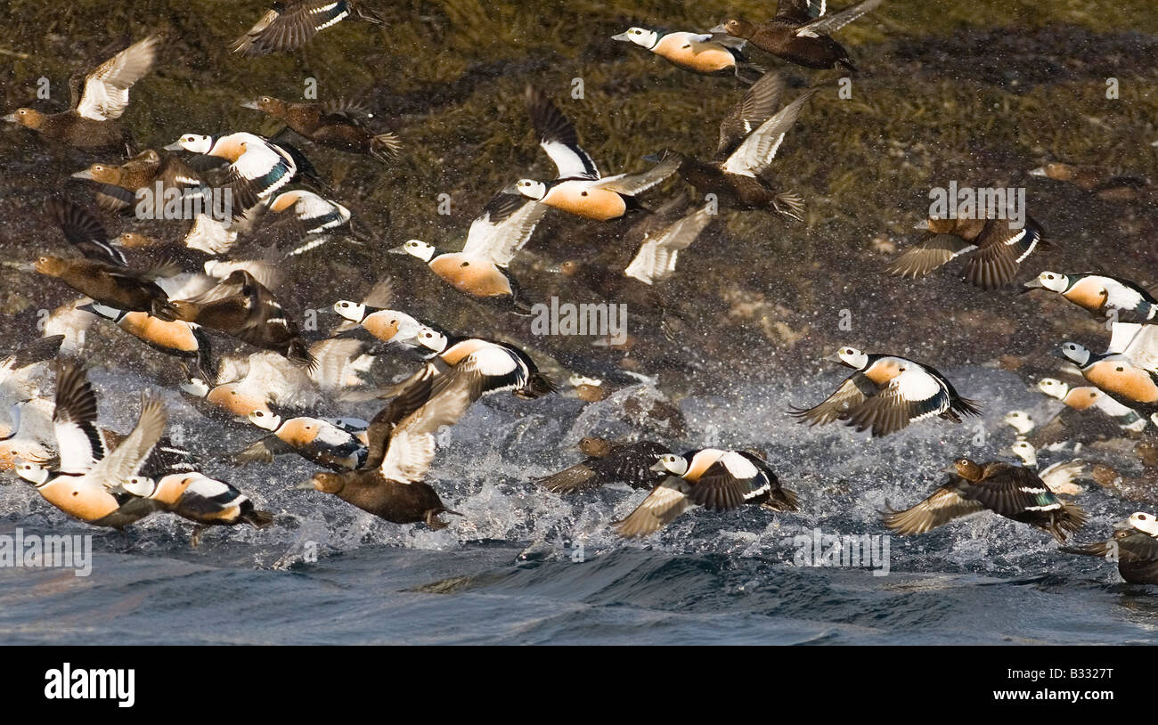 Steller s Eider Polysticta stelleri flock exploding from the sea ...