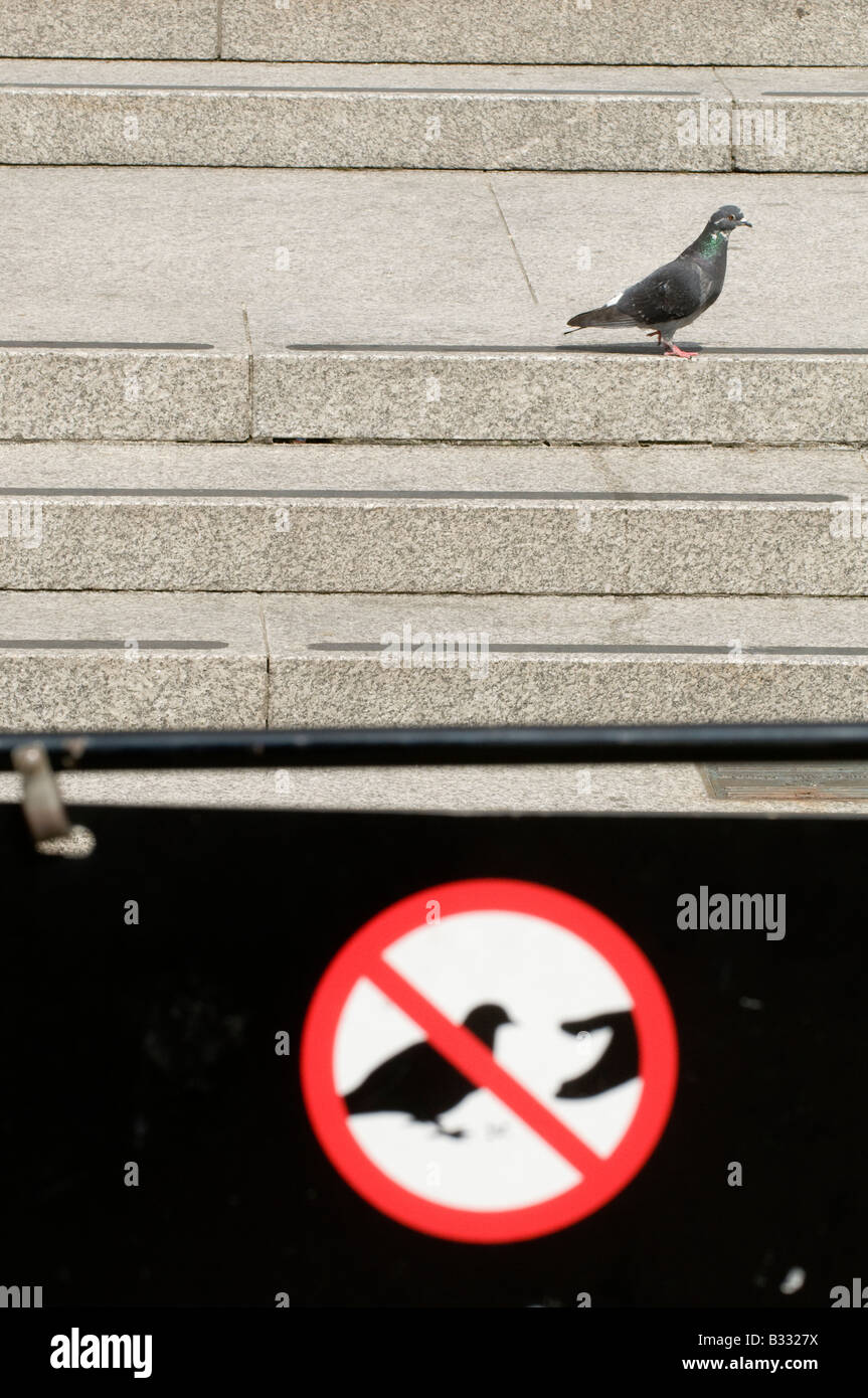 Feral Pigeon and Do Not Feed Pigeons sign in Trafalgar Square London ...