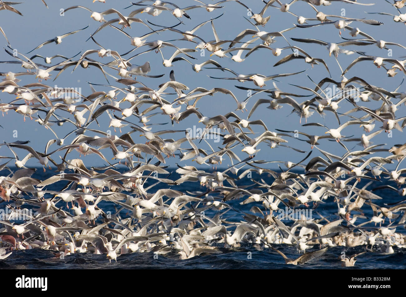 Fishing trawler gull herring gull scavenging scavenger varanger norway ...