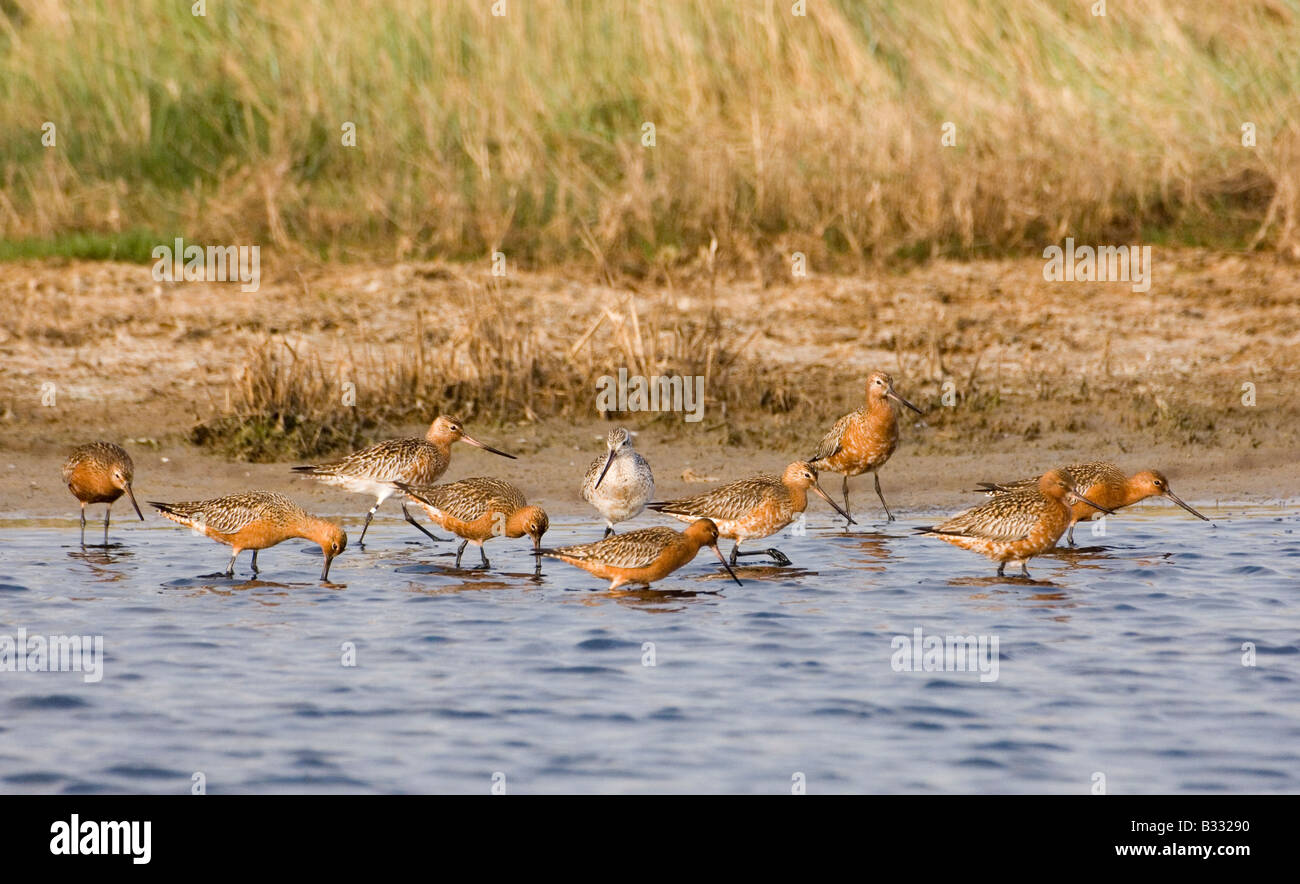 Bar tailed Godwit Limosa lapponica in breeding plumage Salthouse ...