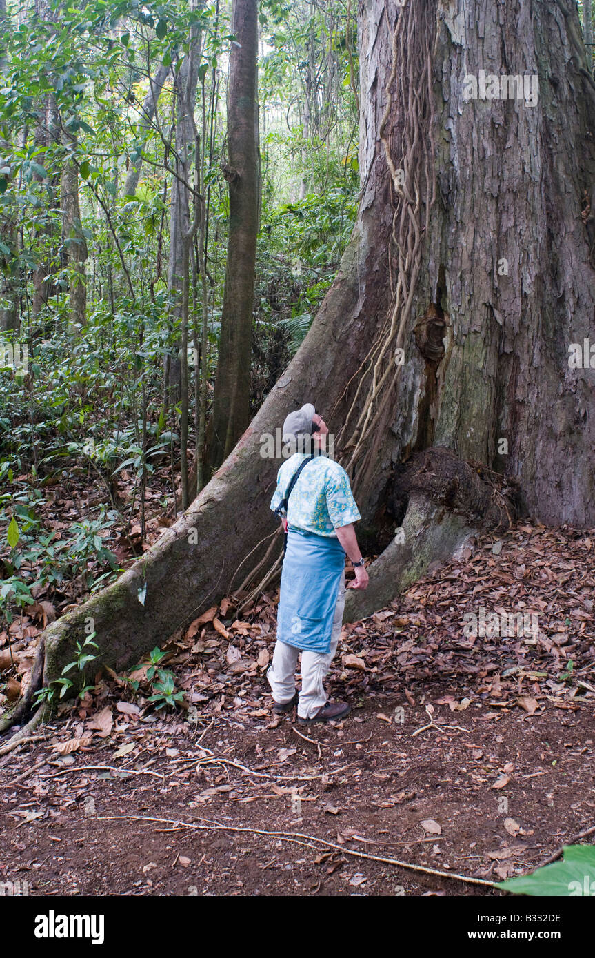 Emergent Rainforest Tree High Resolution Stock Photography and Images ...