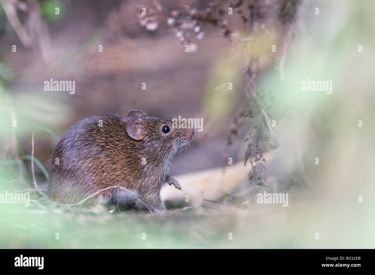Hispid cotton rat sigmodon hispidus hi-res stock photography and images ...