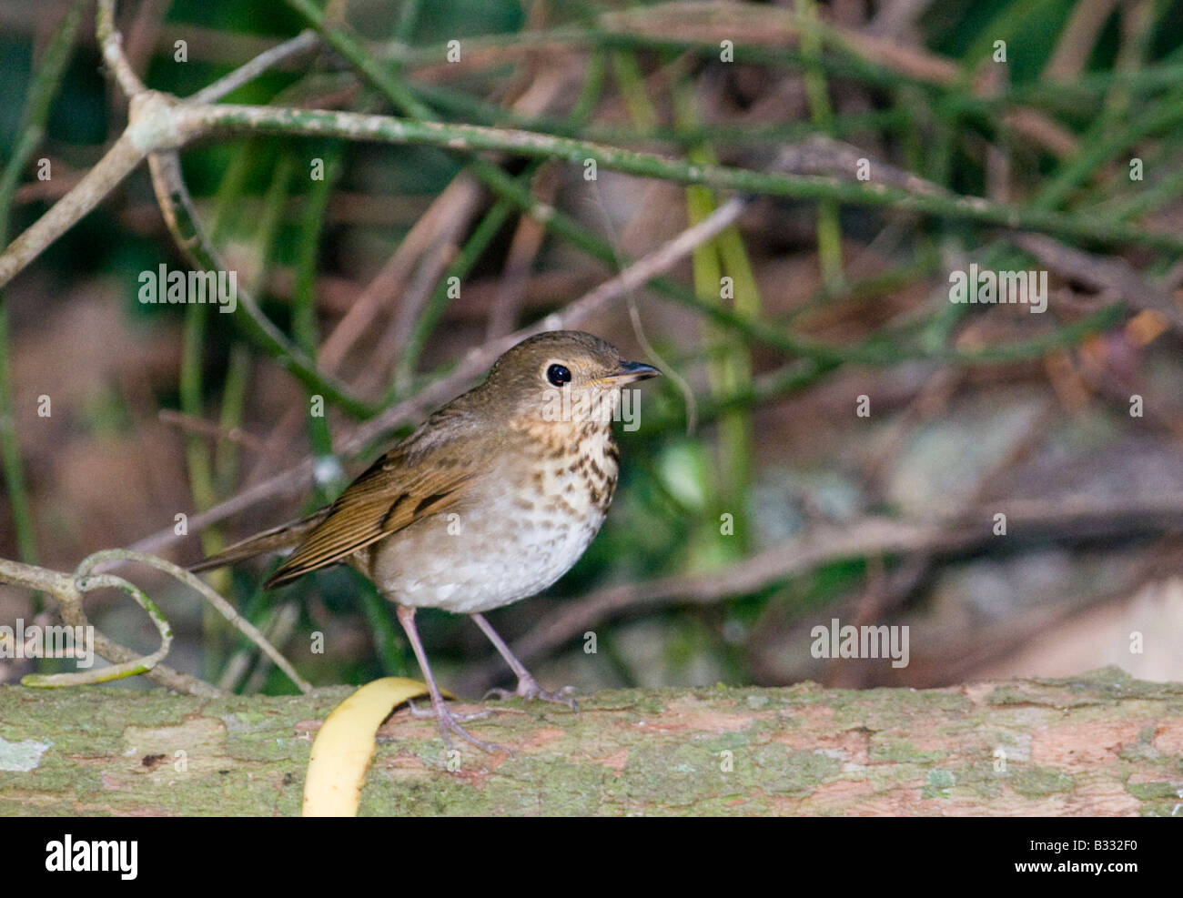 Swainson s Thrush Catharus ustulatus swainsoni Guatemala Stock Photo ...