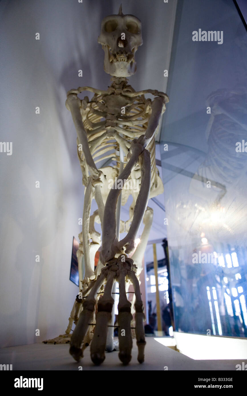Gorilla skeleton hi-res stock photography and images - Alamy