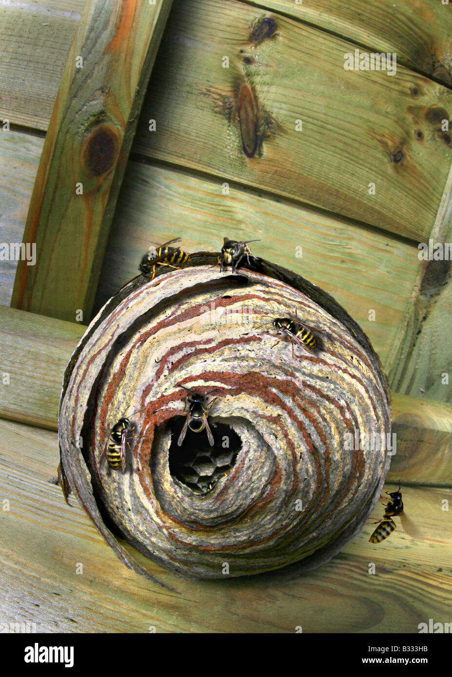 Dolichovespula saxonica, Saxon wasp Stock Photo - Alamy