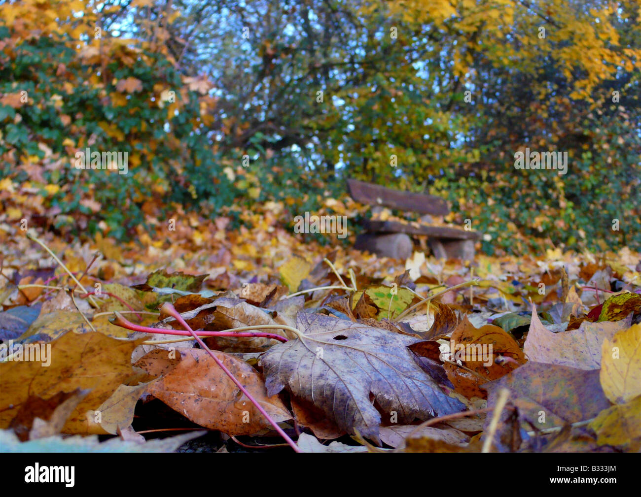 Autumnal coloring hi-res stock photography and images - Alamy